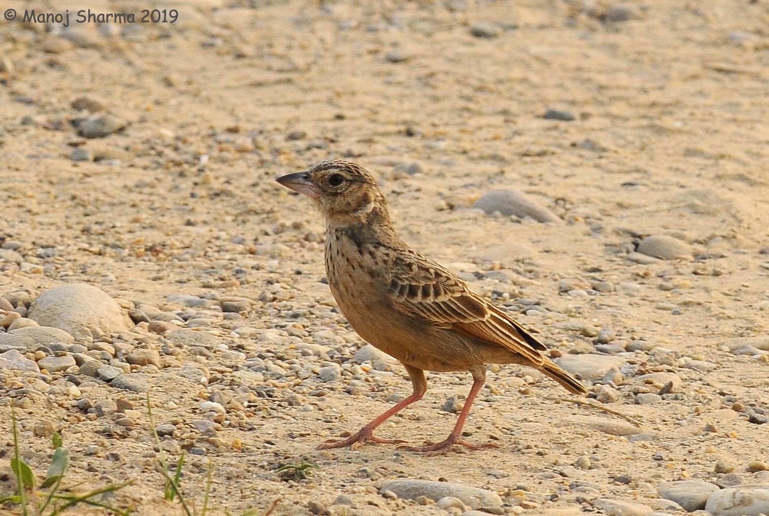 Bengal Bushlark | Best resort in Corbett - Travel Guide of Jim Corbett Park