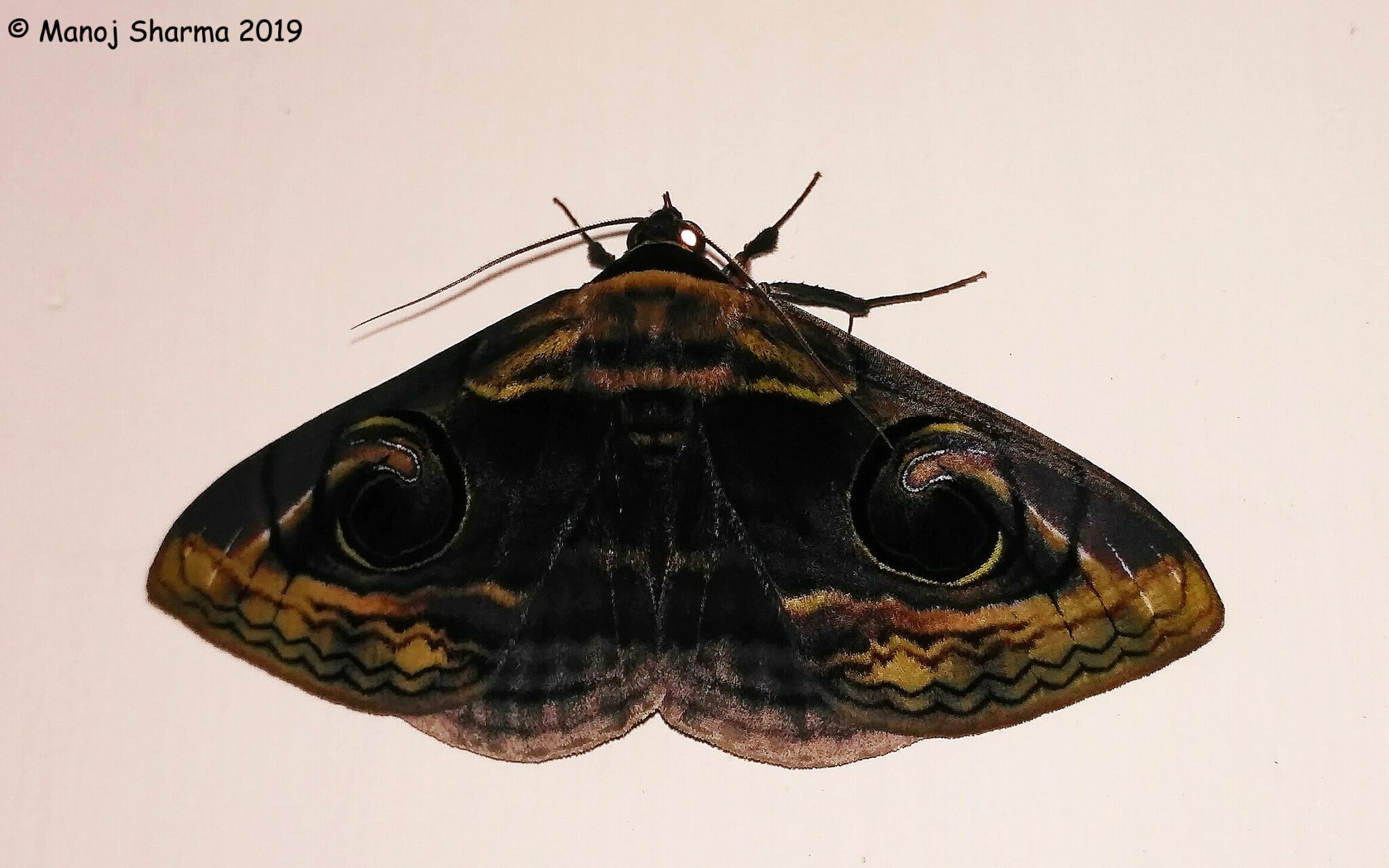 Indian Owlet-Moth | Best resort in Corbett - Travel Guide of Jim ...