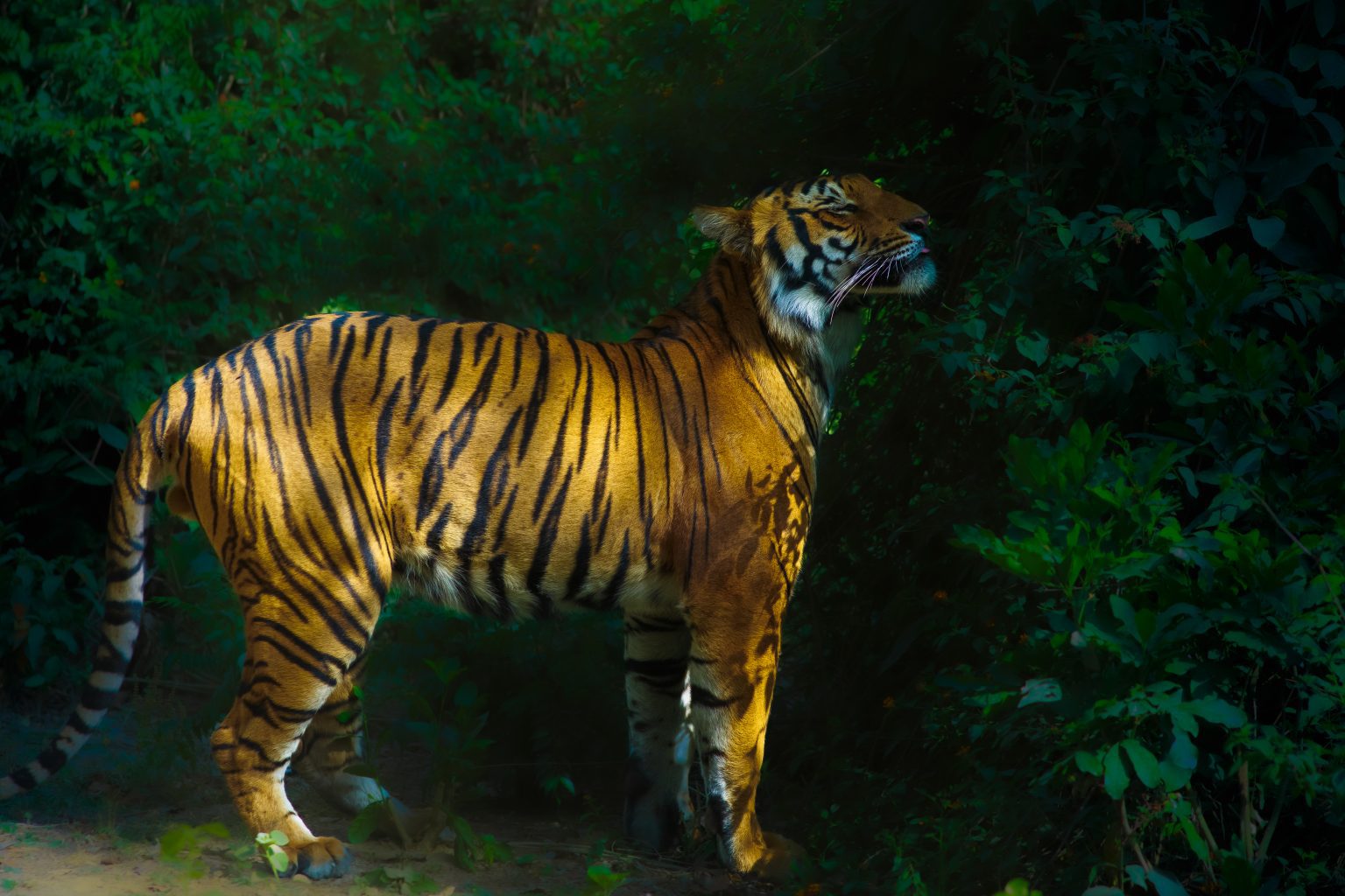 Tiger, Burning Bright – Wildlife Photography - Best resort in Corbett ...